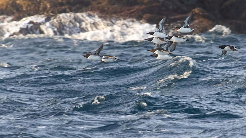 Lofoten: Sea Safari & Sightseeing Adventure by RIB - Itinerary Breakdown: What to Expect