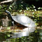 Lofton Creek Kayaking Trip with Professional Guide - Authenticity and Shared Experiences