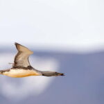 Longyearbyen: Wildlife Safari & Hiking Photography Tour - FAQ
