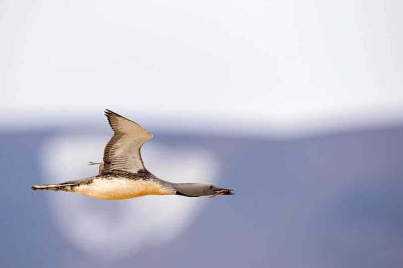 Longyearbyen: Wildlife Safari & Hiking Photography Tour - FAQ