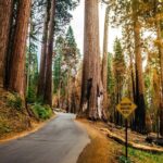 Los Angeles to San Francisco: California Parks Highlights Tour - A Deeper Dive into the Itinerary