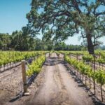 Los Angeles: Wine Experience at Fess Parker Winery by Helicopter - The Fess Parker Winery Experience