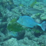 Lower Grand Lagoon: Panama City Beach Guided Snorkeling Tour - Authentic Insights from Reviews