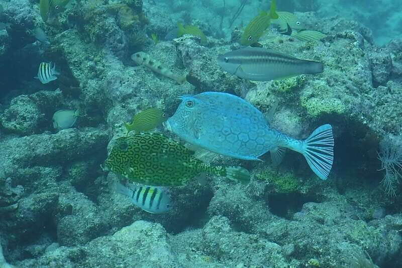 Lower Grand Lagoon: Panama City Beach Guided Snorkeling Tour - Authentic Insights from Reviews