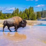 Lower Loop: Hot Springs & Geysers | West Yellowstone | PRIVATE - FAQ