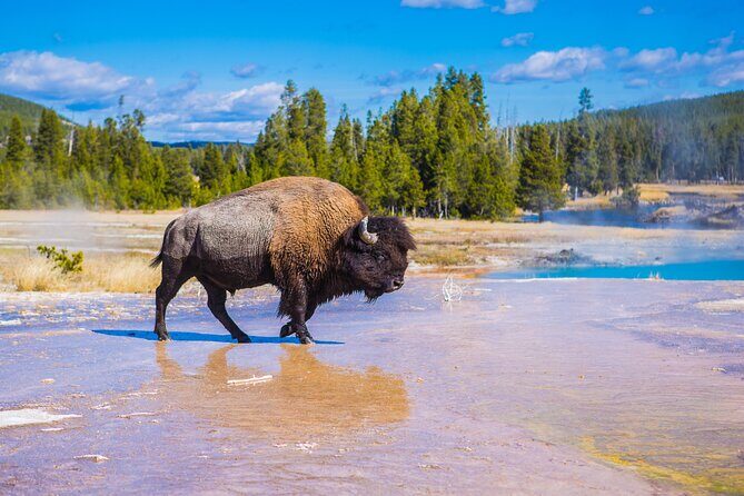 Lower Loop: Hot Springs & Geysers | West Yellowstone | PRIVATE - FAQ