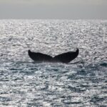 Luxury Catamaran Whale Watch - The Itinerary: What You Can Expect