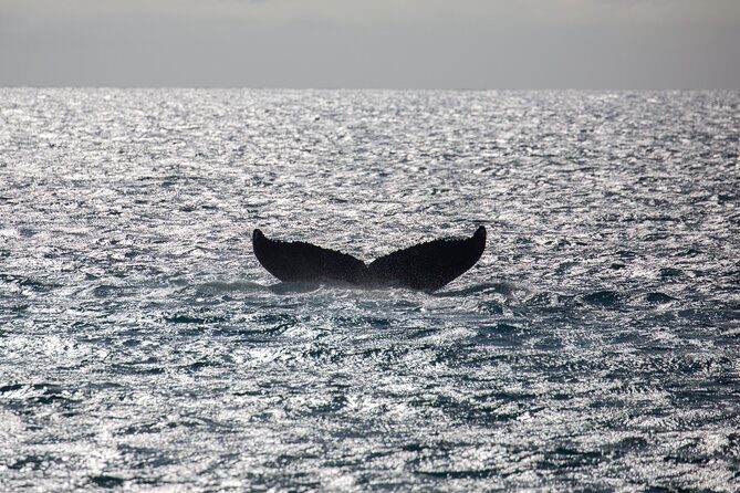 Luxury Catamaran Whale Watch - The Itinerary: What You Can Expect