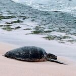 Luxury Oahu Island Tour, Private and Customizable (4 adults max) - Who Will Love This Tour?