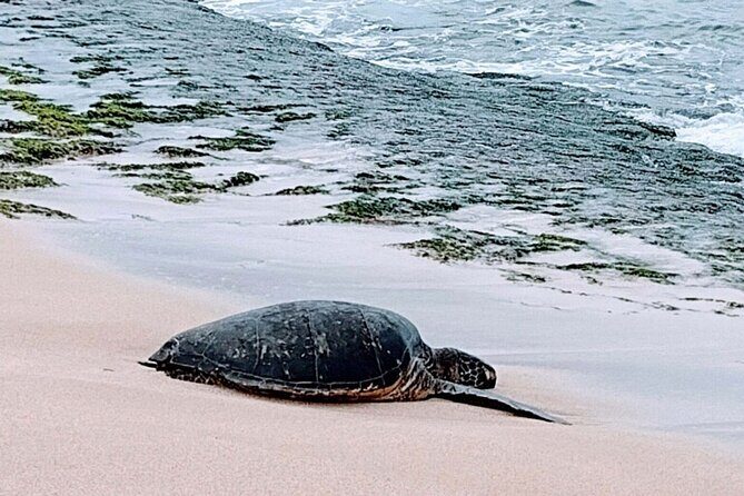 Luxury Oahu Island Tour, Private and Customizable (4 adults max) - Who Will Love This Tour?