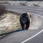 Luxury Private Grand Teton National Park Full-Day Tour - An In-Depth Review of the Experience