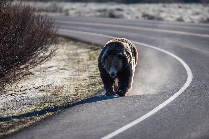 Luxury Private Grand Teton National Park Full-Day Tour - An In-Depth Review of the Experience