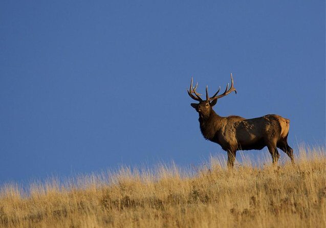 Luxury Private Half-Day Grand Teton National Park Tour - Grand Teton National Park