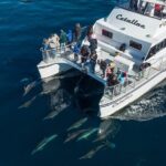 Luxury Whale Watching: Fewer People, Extra Speed, Expert Staff - Detailed Breakdown of the Itinerary