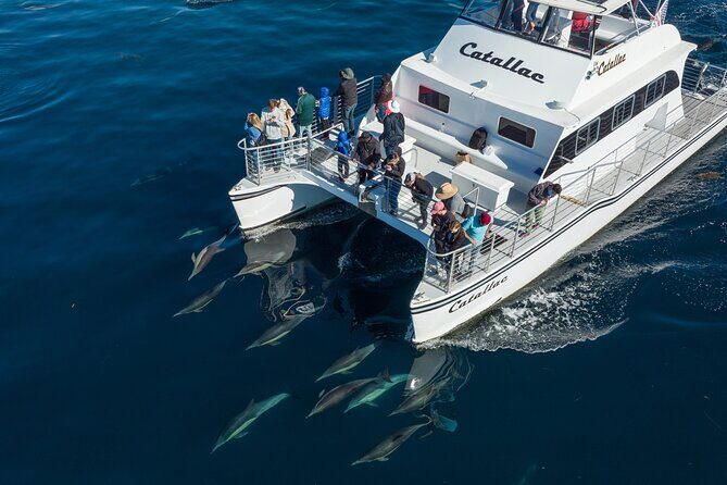 Luxury Whale Watching: Fewer People, Extra Speed, Expert Staff - Detailed Breakdown of the Itinerary
