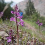 Lycian Way Trekking Tour (7 Days) - What Makes This Tour Stand Out