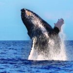 Maalaea: Small Group 2-Hour Whale Watch Experience - An In-Depth Look at the Maalaea Whale Watching Tour