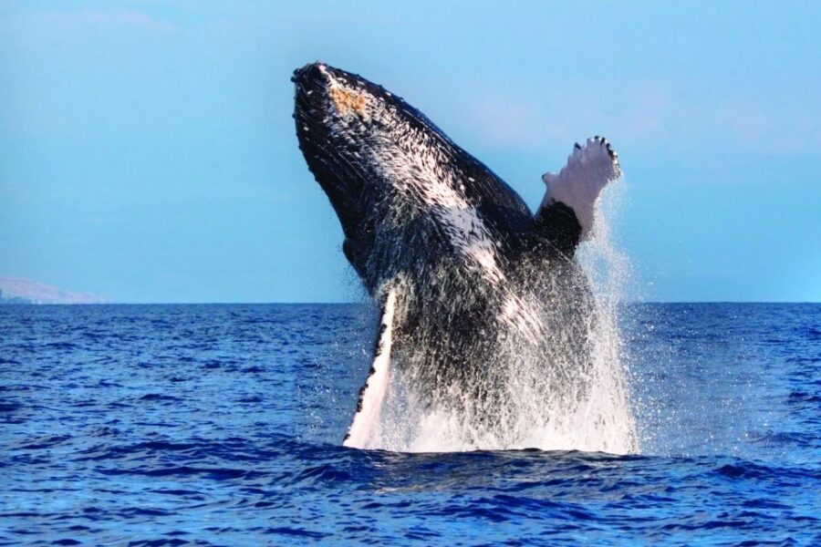 Maalaea: Small Group 2-Hour Whale Watch Experience - An In-Depth Look at the Maalaea Whale Watching Tour