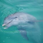 Madeira Beach: Sightseeing Cruise to John's Pass with Guide - The Itinerary in Detail