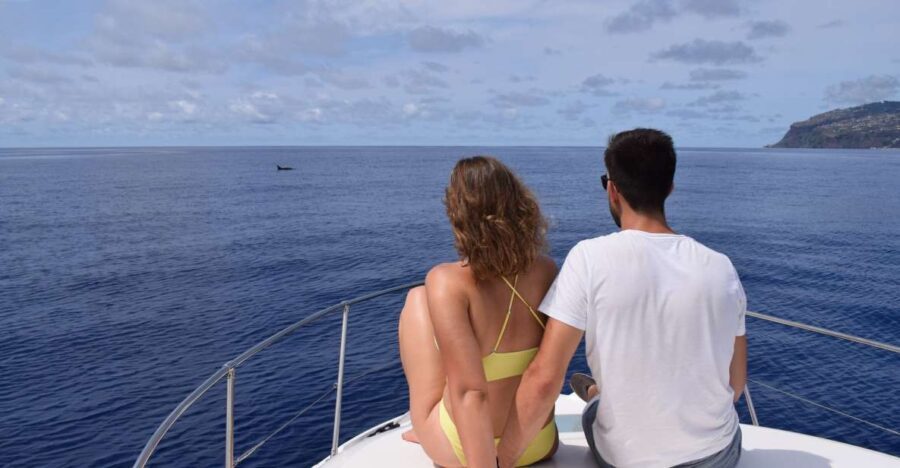 Madeira: Whale and Dolphin Watching Private Cruise - The Experiences Review Highlights