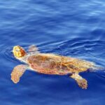 Magic Dolphin Sea Safaris - Who Will Love This Experience?