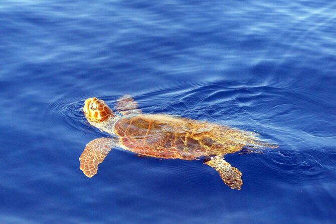 Magic Dolphin Sea Safaris - Who Will Love This Experience?
