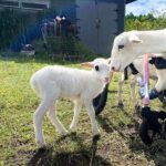 Magical Creatures Sanctuary Private Tour - Who Will Love This Tour?