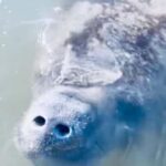 Manatee and Nature Tour of Ormond Beach - Who Will Enjoy This Tour?