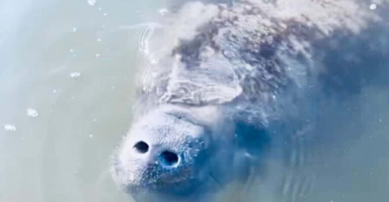 Manatee and Nature Tour of Ormond Beach - Who Will Enjoy This Tour?