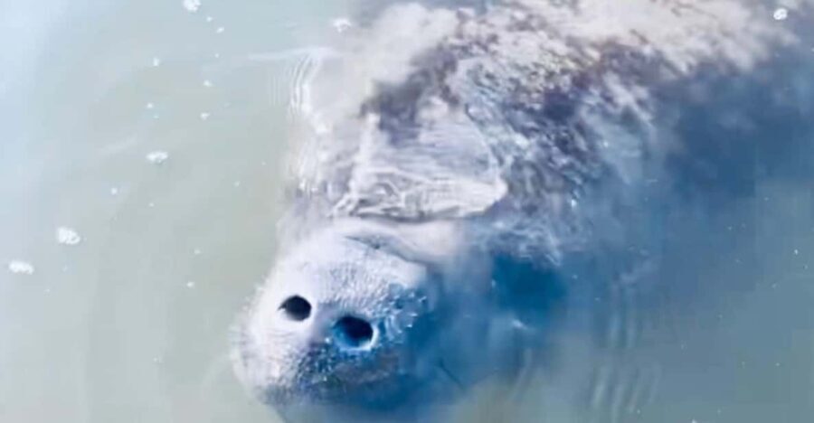 Manatee and Nature Tour of Ormond Beach - Who Will Enjoy This Tour?