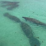 Manatee Discovery Anna Maria Island - Final Thoughts: Is It Worth It?