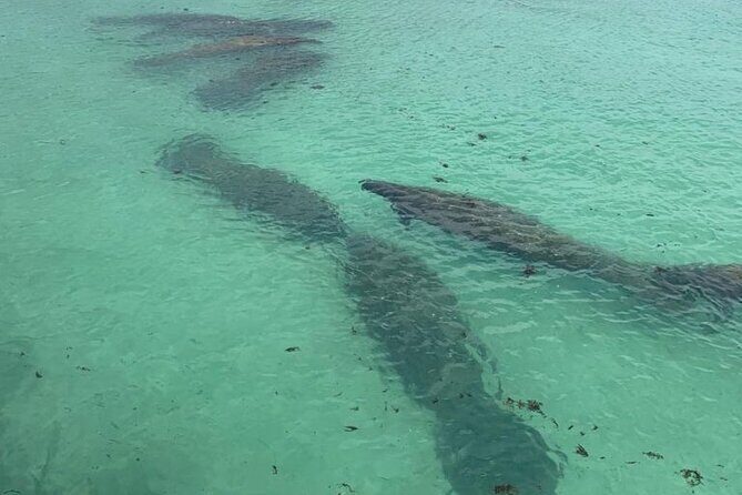 Manatee Discovery Anna Maria Island - Final Thoughts: Is It Worth It?