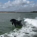 Manatee, Dolphin, and 10,000 Islands Eco Beach Tour by Boat - FAQ