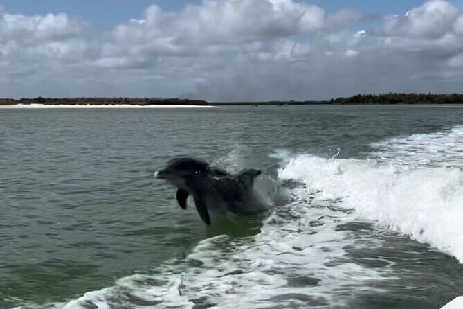 Manatee, Dolphin, and 10,000 Islands Eco Beach Tour by Boat - FAQ