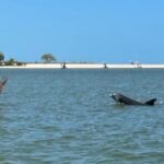 Manatee, Dolphin and 10,000 Islands Sunset Cruise! - Included and Not Included