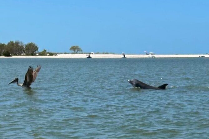 Manatee, Dolphin and 10,000 Islands Sunset Cruise! - Included and Not Included