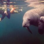 Manatee Snorkel Tour from American Pro Diving Center - Practicalities and Tips for Travelers