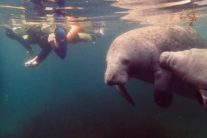 Manatee Snorkel Tour from American Pro Diving Center - Practicalities and Tips for Travelers