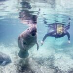 Manatee Snorkel Tour - Small Group - What’s Included & What to Bring