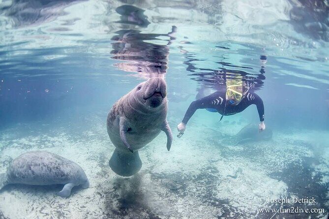 Manatee Snorkel Tour - Small Group - What’s Included & What to Bring