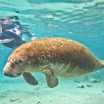 Manatee Swim and Wildlife Park with Upgrade Options from Orlando - How to Make the Most of Your Trip