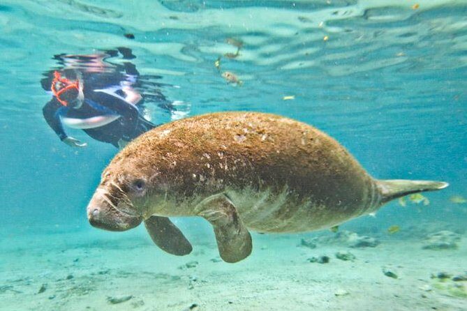 Manatee Swim and Wildlife Park with Upgrade Options from Orlando - How to Make the Most of Your Trip