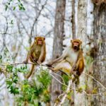 Manatees, Monkeys and Florida Natural Spring Adventure Tour - The Sum Up