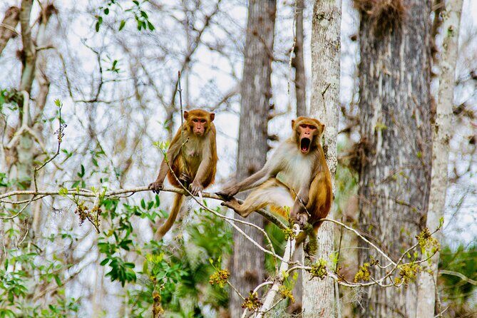 Manatees, Monkeys and Florida Natural Spring Adventure Tour - The Sum Up