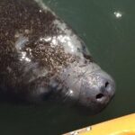 Manatees/Sunset/Bioluminescence Tour - Practical Details for Planning Your Trip