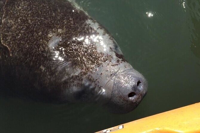 Manatees/Sunset/Bioluminescence Tour - Practical Details for Planning Your Trip