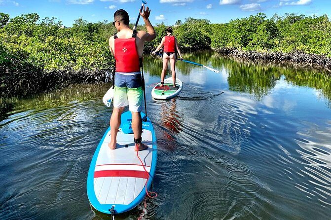 Mangrove SUP Safari - The Sum Up: The Best Choice for Nature and Wildlife Enthusiasts