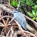 Mangrove Tunnel Kayak Eco Tour - The Value of the Experience
