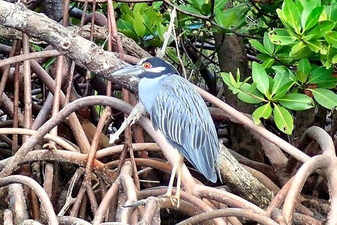 Mangrove Tunnel Kayak Eco Tour - The Value of the Experience