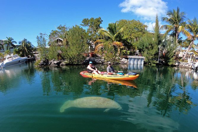 Mangroves and Manatees - Guided Kayak Eco Tour - What Each Part of the Tour Offers